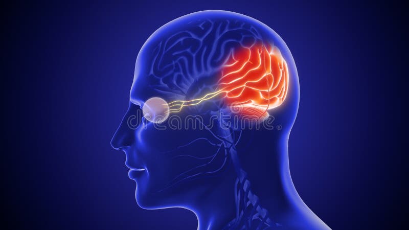 Primary Pathway Stock Illustrations – 75 Primary Pathway Stock ...