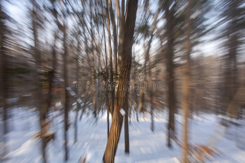 The Optical Effect of Movement in a Forest Area Stock Photo - Image of ...