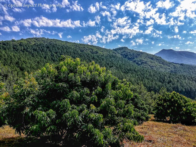 Optical Impact Photography stock image. Image of forest - 187453243