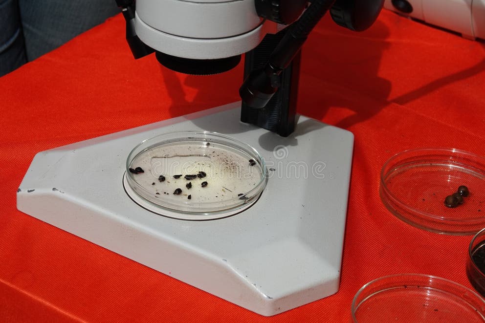 Optical Microscope Botanical Seed Observations Stock Image - Image of ...