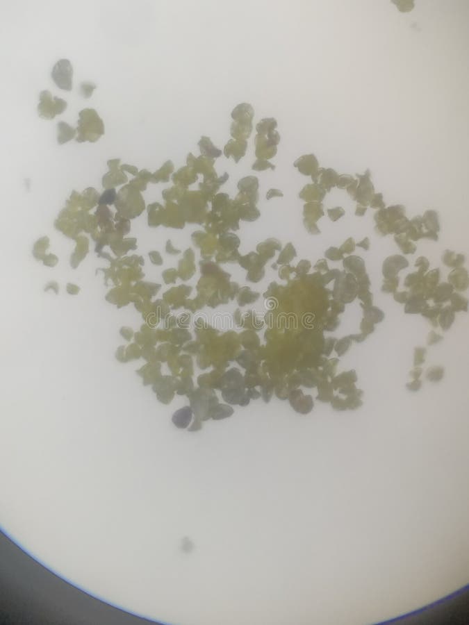 Pollen Under the Microscope Stock Image - Image of pollen, science ...