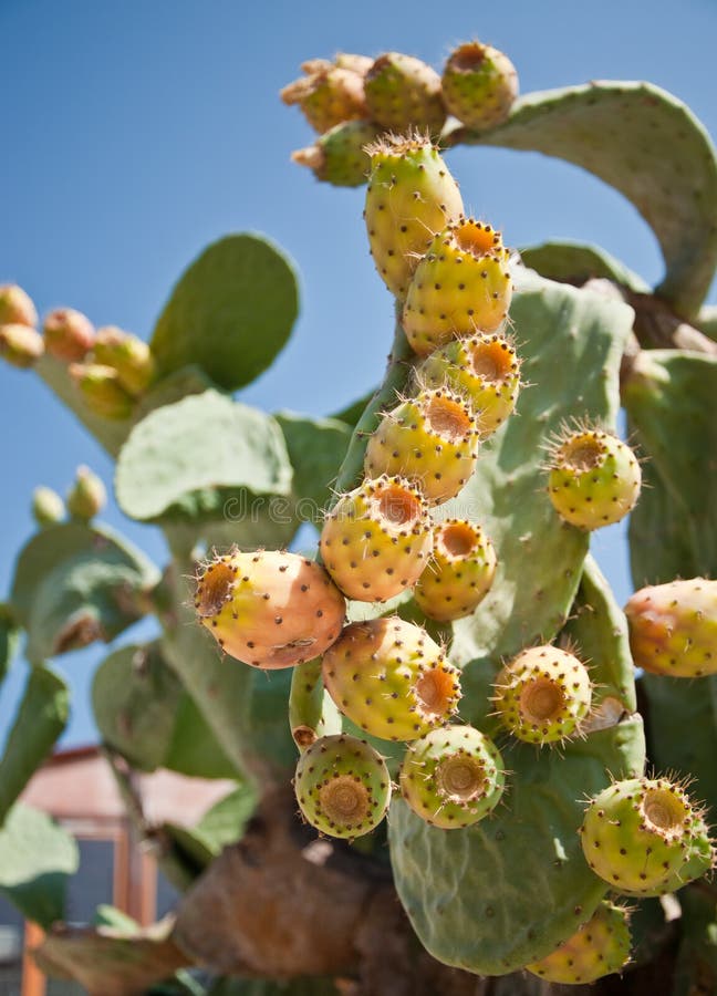 Optunia cactus fruits stock photo. Image of horizon, opuntia - 20945430