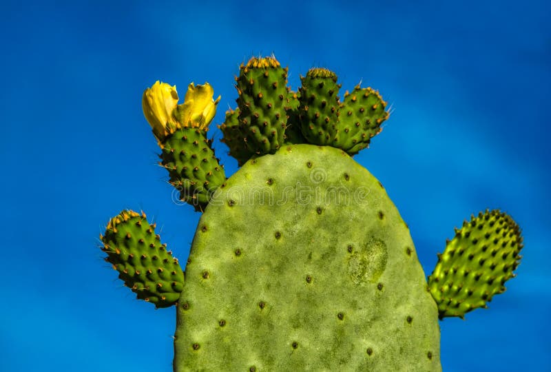 Opuntia Cactus on a Blue Background Stock Photo - Image of wild ...