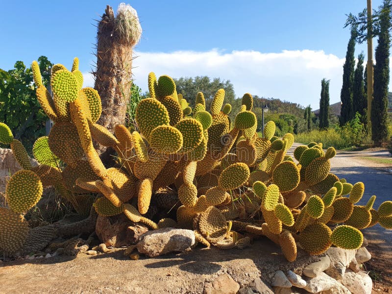 The opuntia cactus bush stock photo. Image of decoration - 263548726