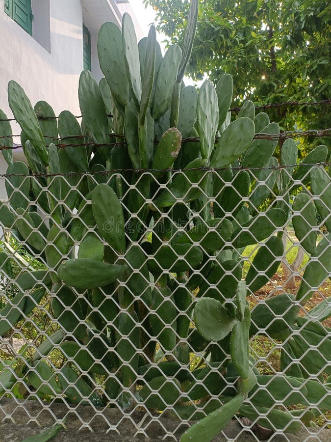 The Opuntia Cactus in Indian Garden Stock Image - Image of thorns ...