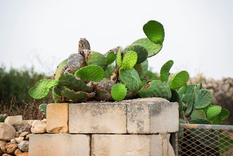 Opuntia Cactus on Stone and Brick Wall on Malta. Stock Image - Image of ...