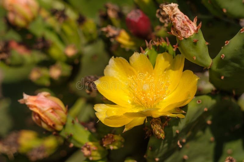 Opuntia Castus Flower Yellow Stock Image - Image of opuntia, thorns ...