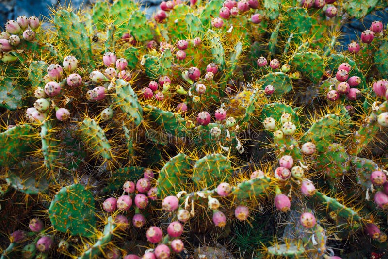 Scheeri D'opuntia De Cactus Photo stock - Image du centrale, lyon: 25826924