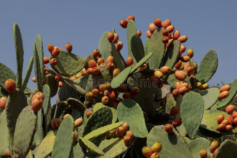 An Opuntia Fig Cactus in Full Fruit, Its Branches Bending Stock Photo ...
