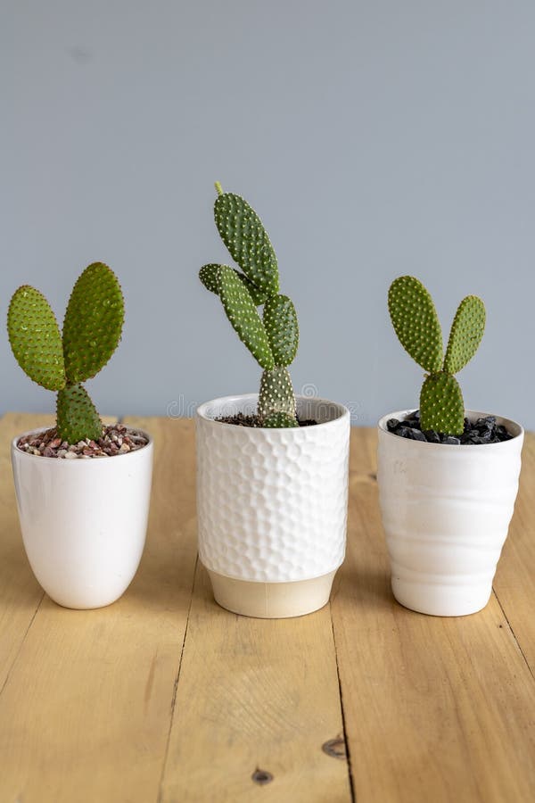Opuntia Microdasys Bunny Ears Cactus in White Ceramic Pots Stock Image ...