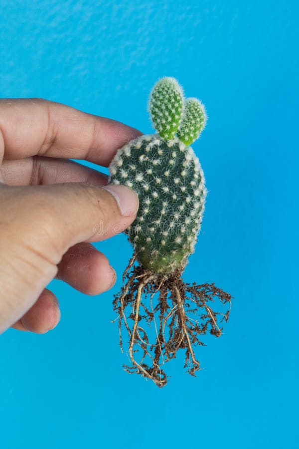 Opuntia Microdasys Cactus in Botanical Garden Stock Image - Image of ...
