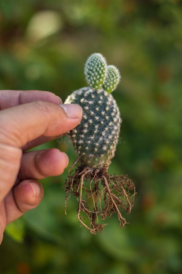 Opuntia Microdasys and Root Stock Photo - Image of vegetation, cactus ...