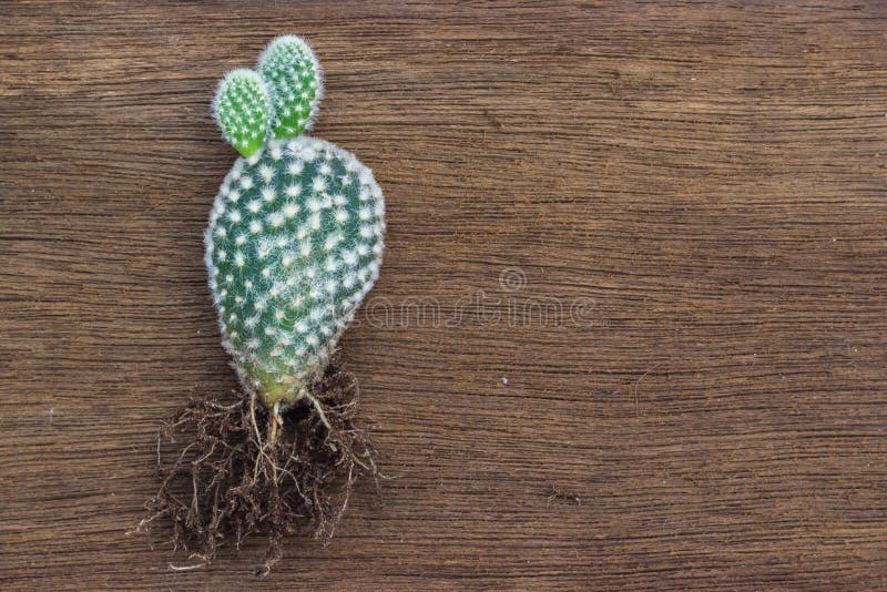 Opuntia Root Stock Photos - Free & Royalty-Free Stock Photos from ...
