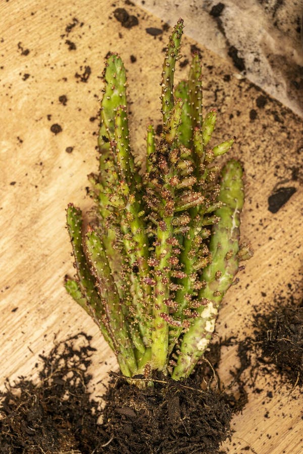 Opuntia Monacantha with a Root Ball To Transplant Stock Image - Image ...