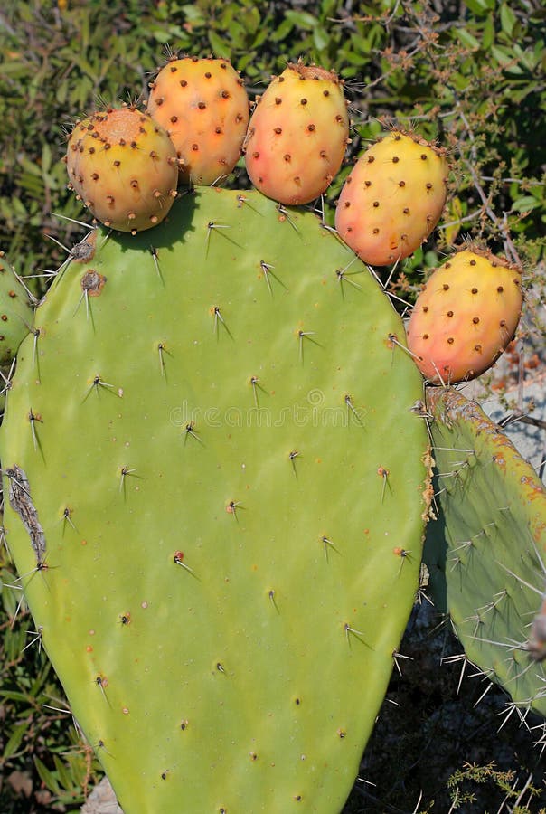 The Opuntia Plant is Better Known As the `prickly Pear` Cactus, and To ...