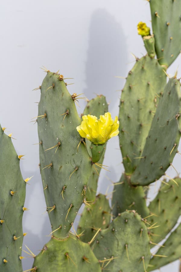 Opuntia Prickly Pear Cactus Bloom Stock Photo - Image of thorn, plant ...