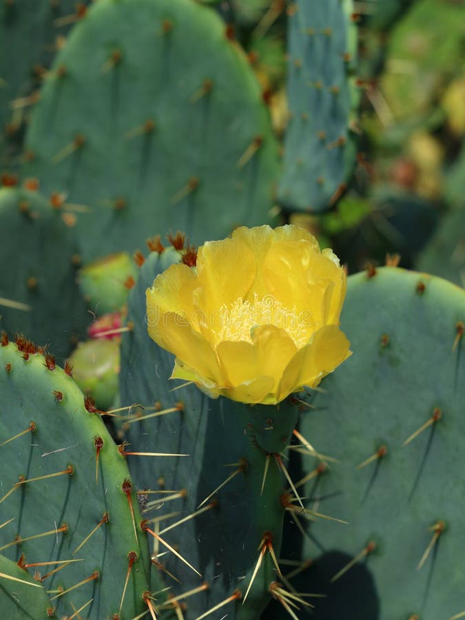 Opuntia species stock image. Image of cacti, exotic, blossom - 38058759