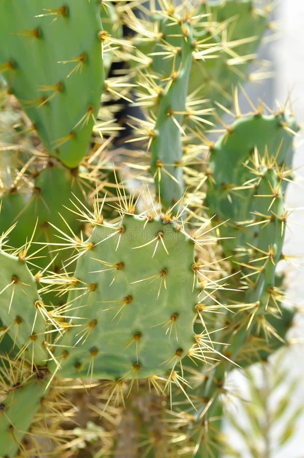 Opuntia Tuna, Angiosperms or Opuntia or Cactaceae or Tuna Cactus or ...