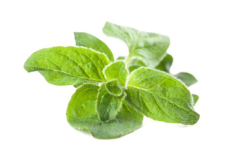 Orégano imagen de archivo. Imagen de ingrediente, fragante - 32212319