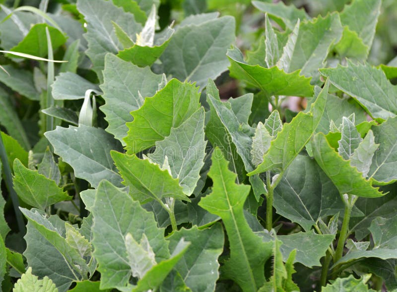 Orach Atriplex Hortensis Grows in the Garden Stock Photo - Image of ...