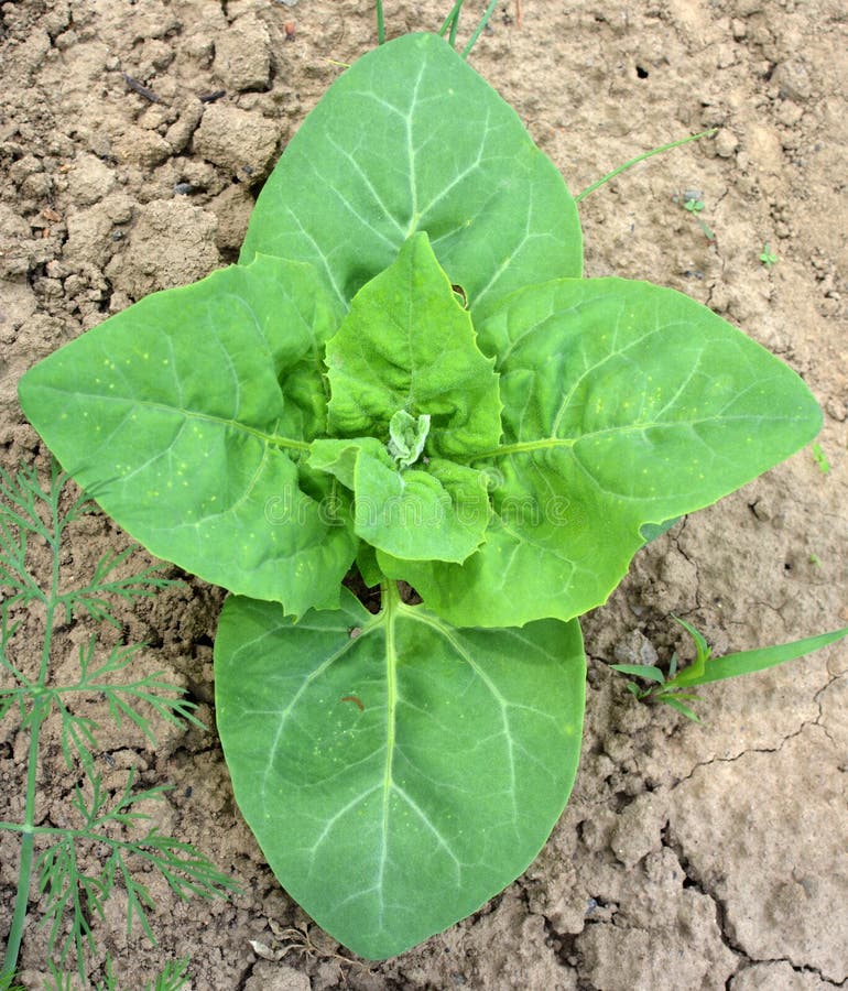 Red Orach (Atriplex Hortensis) Stock Image - Image of farm, plant: 41188387