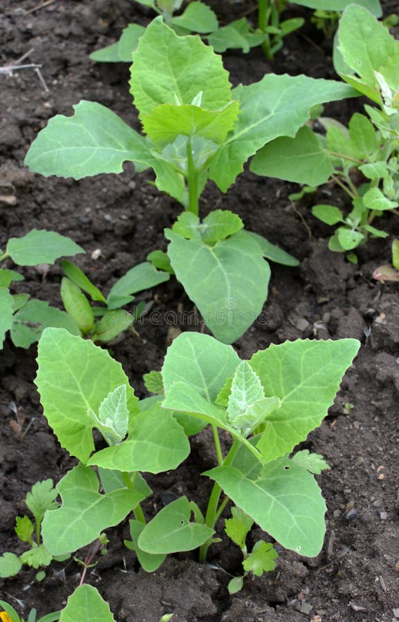 Red Orach (Atriplex Hortensis) Stock Image - Image of farm, plant: 41188387