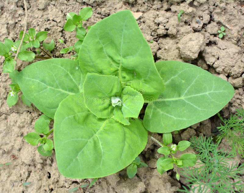 Red Orach (Atriplex Hortensis) Stock Image - Image of farm, plant: 41188387
