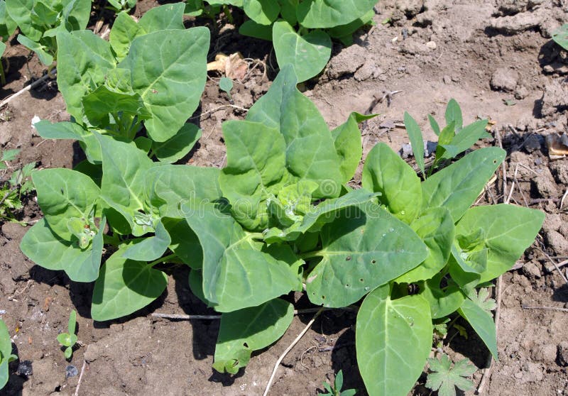 Orach Atriplex Hortensis Grows in the Garden Stock Image - Image of ...