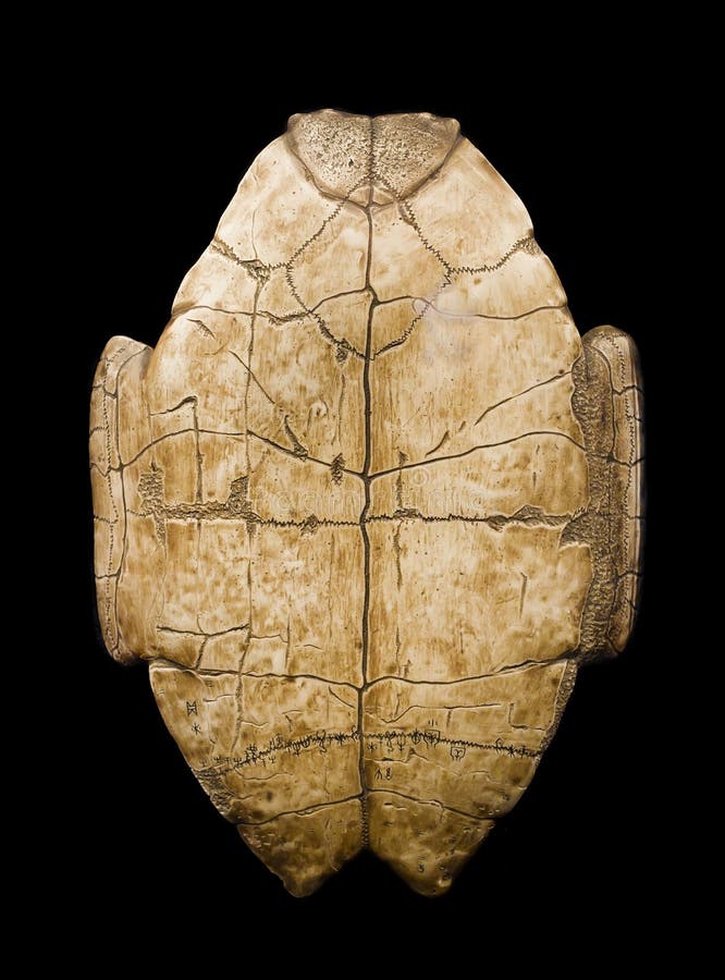 Oracle-bone inscription stock photo. Image of columns - 14182648