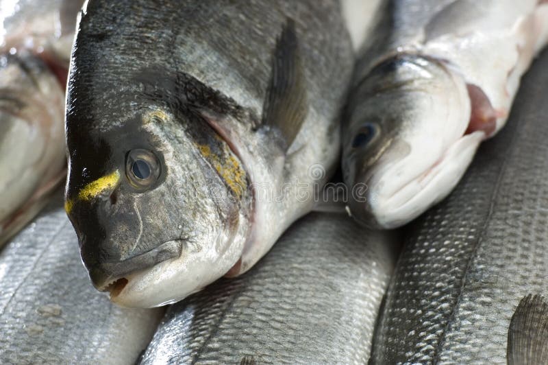 Orada foto de stock. Imagem de fresco, aleta, marisco - 2162330