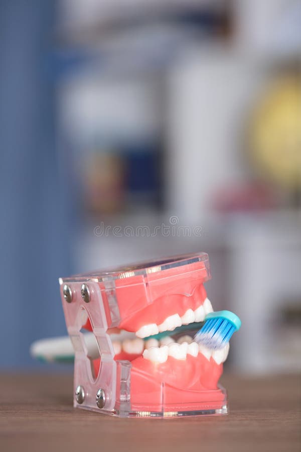 Oral Model Bites a Toothbrush Stock Image - Image of model, white ...