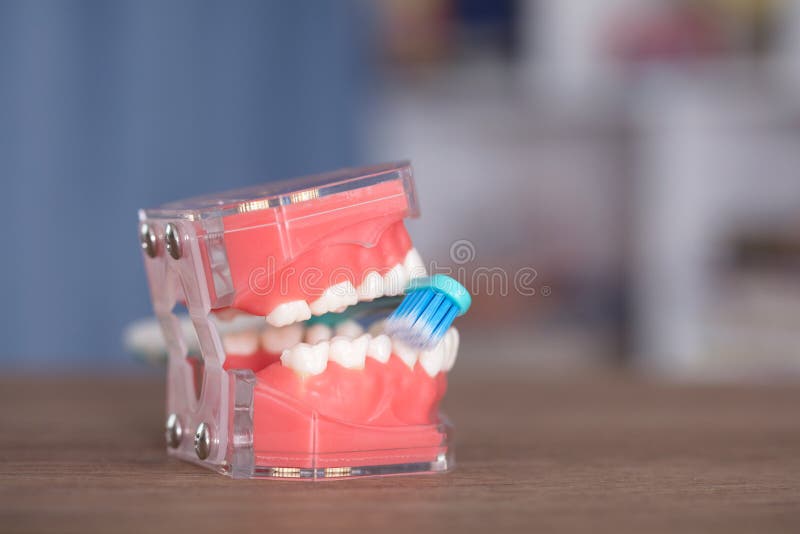 Oral Model Bites a Toothbrush Stock Photo - Image of medical, life ...
