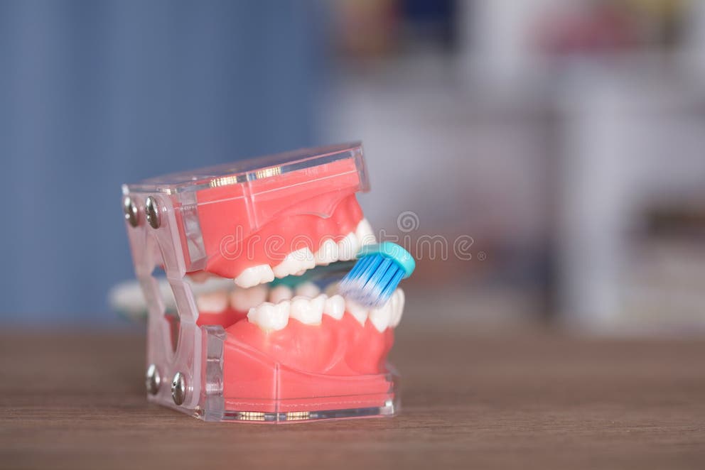 Oral Model Bites a Toothbrush Stock Photo - Image of medical, life ...