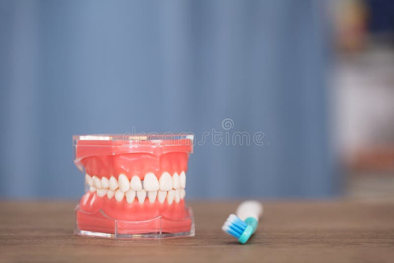 Oral Model and a Toothbrush Stock Image - Image of cleanup, tooth ...