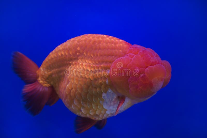 Oranda de poisson rouge photo stock. Image du thaïlande - 61142054