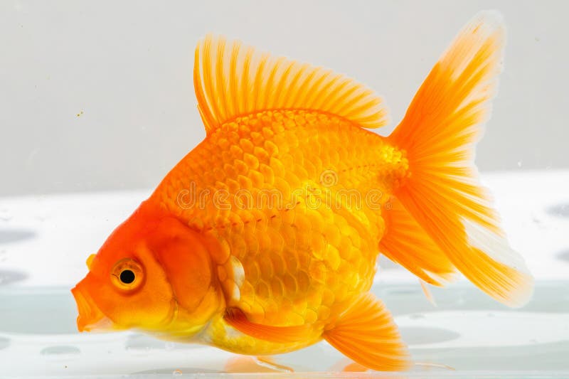 Oranda Goldfish in Aquarium Fish Tank Closeup Stock Image - Image of ...