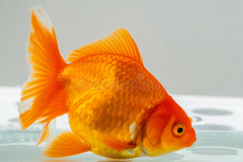 Oranda Goldfish in Aquarium Fish Tank Closeup Stock Photo - Image of ...