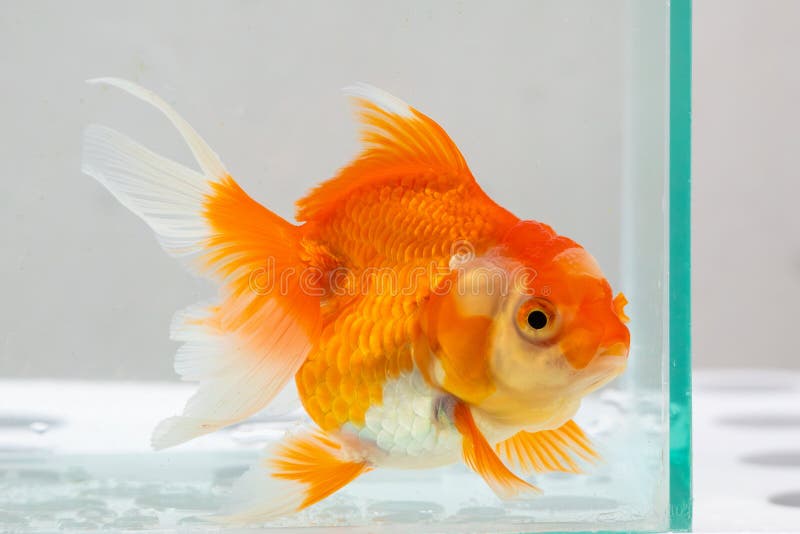 Oranda Goldfish in Aquarium Fish Tank Close Up Stock Photo - Image of ...