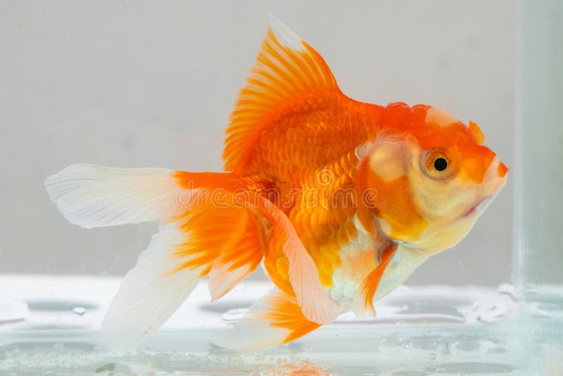 Oranda Goldfish in Aquarium Fish Tank Closeup Stock Image - Image of ...