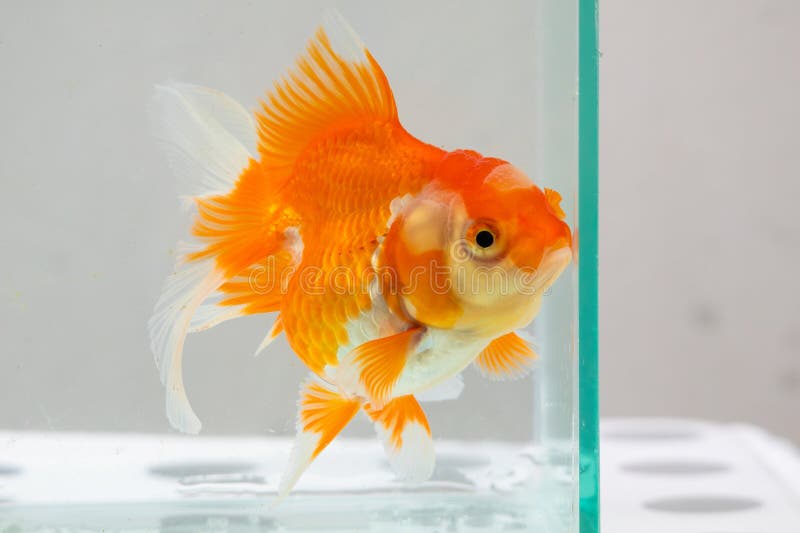 Oranda Goldfish in Aquarium Fish Tank Stock Image - Image of animal ...