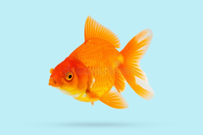 Oranda Goldfish in Aquarium Fish Tank Closeup Stock Image - Image of ...