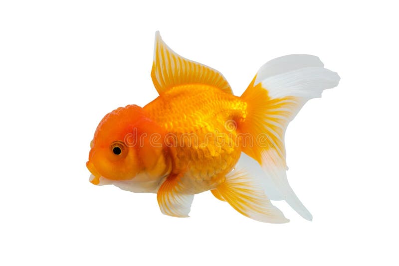 Oranda Goldfish in Aquarium Fish Tank Closeup Stock Image - Image of ...