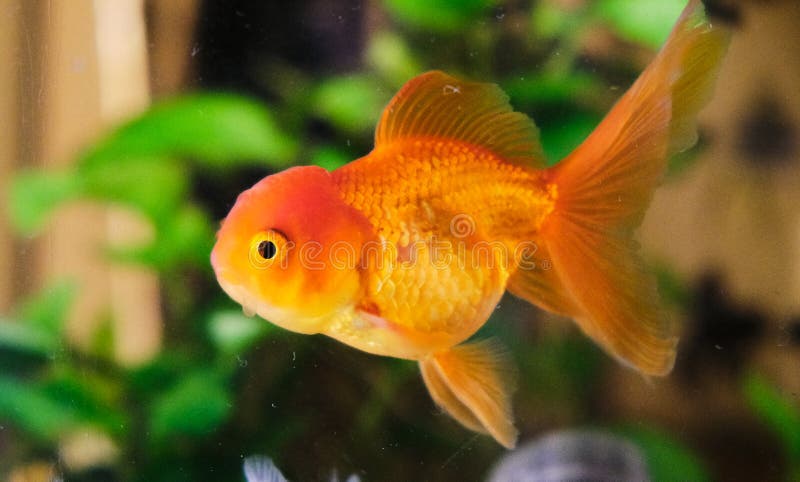 Ornamental goldfish stock photo. Image of fish, goldfish - 4945526