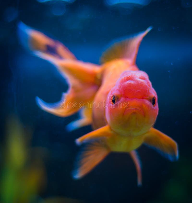 Oranda Goldfish stock photo. Image of orange, aquarium - 43093218
