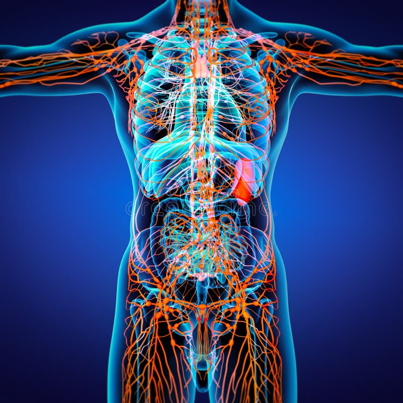 3d Rendering of Yellow Lymphatic System Stock Illustration ...