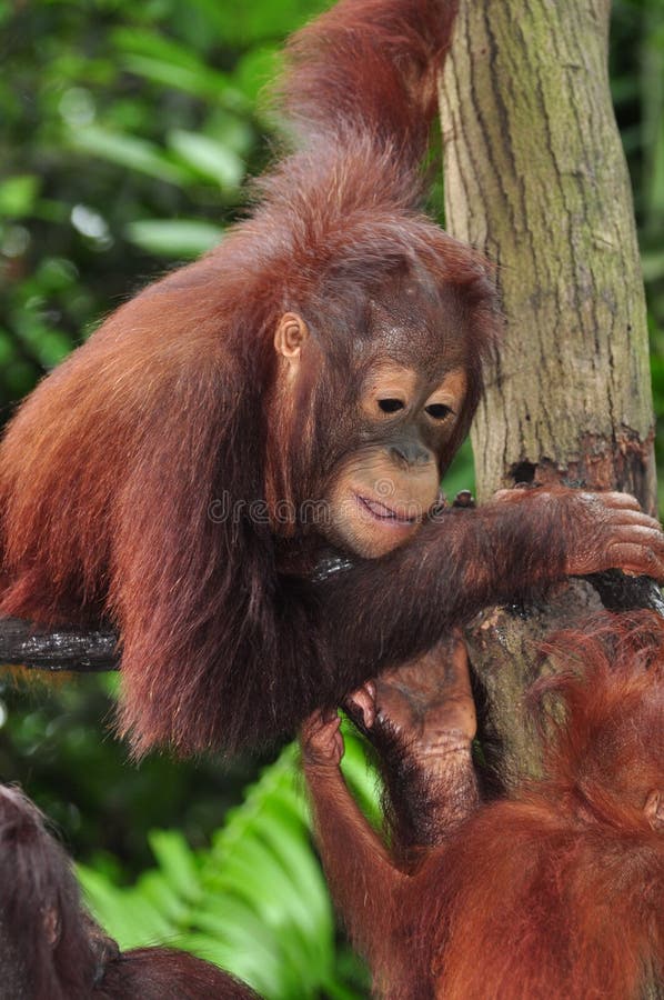 Orang Utan stock image. Image of asian, rain, animal - 13213603