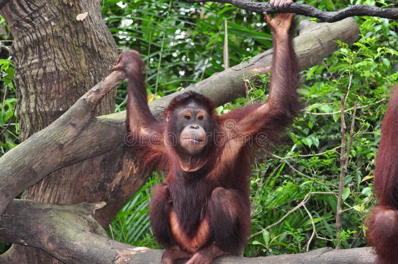 Orang Utan stock image. Image of borneo, rain, monkey - 13213641