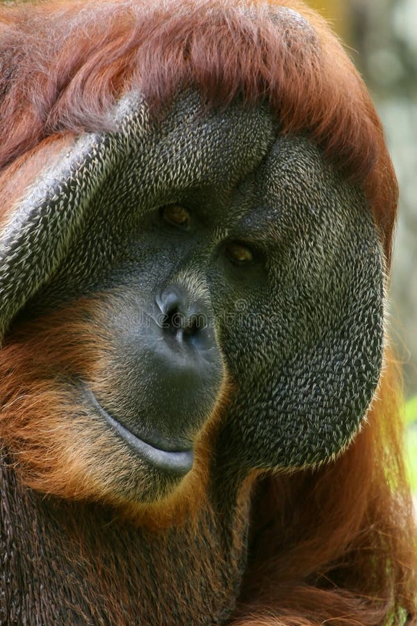 Borneo. Adult Orangutan stock photo. Image of growl, fangs - 1943210