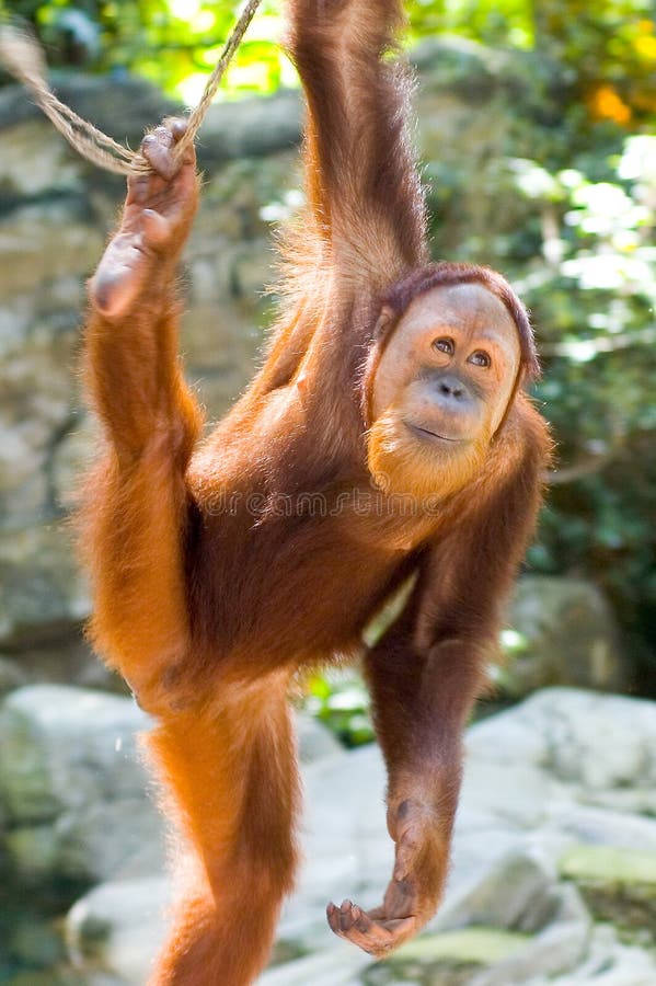 Orang-Utan stock image. Image of natural, climbing, hairy - 1733737