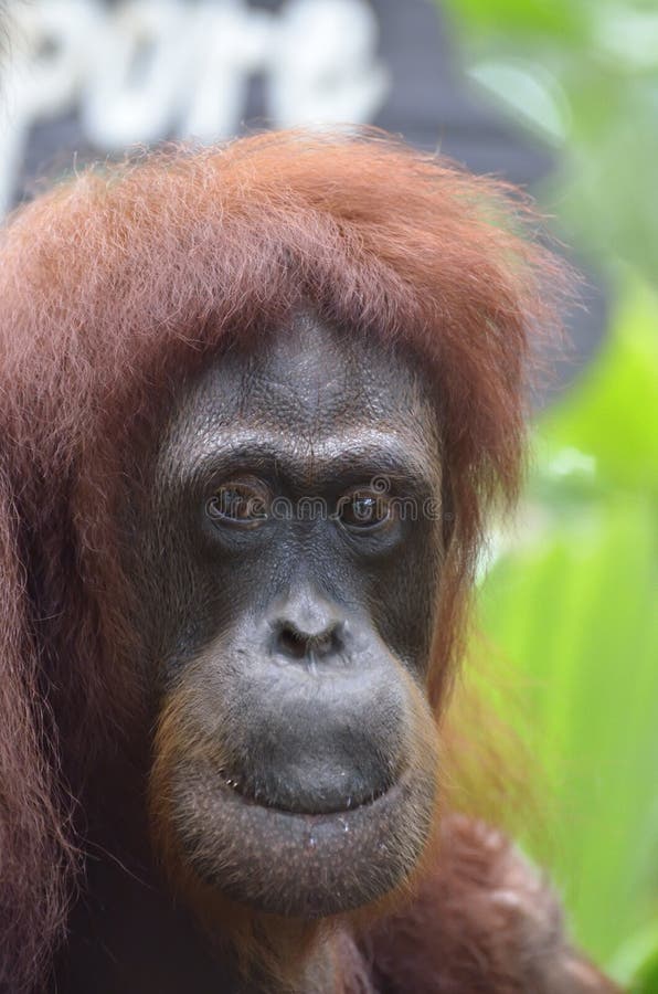 Orang Utan stock image. Image of endangered, orange, asia - 18013787
